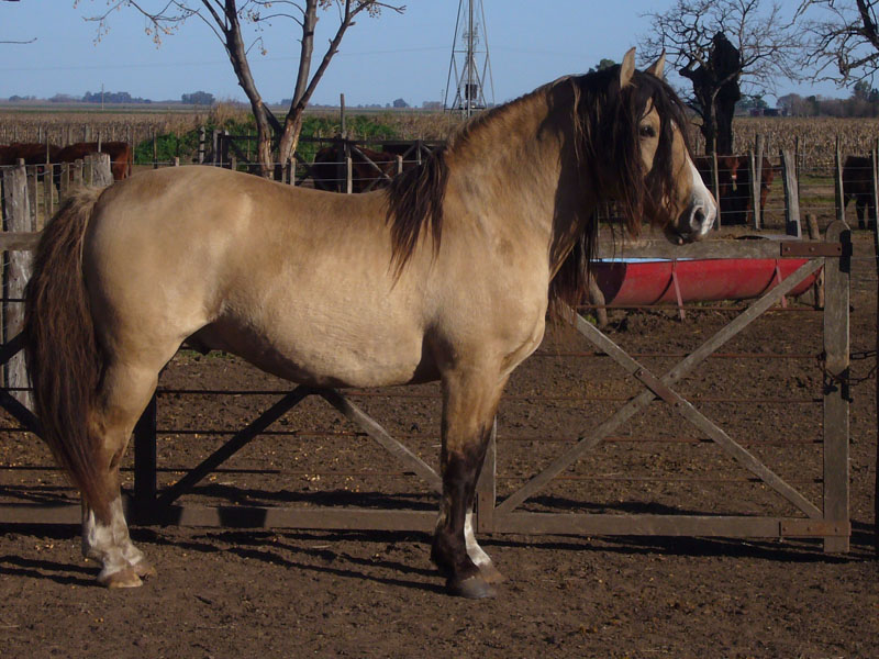 Cabaña El Chusco - Cabaña Las Boleadoras - Caballos Criollos