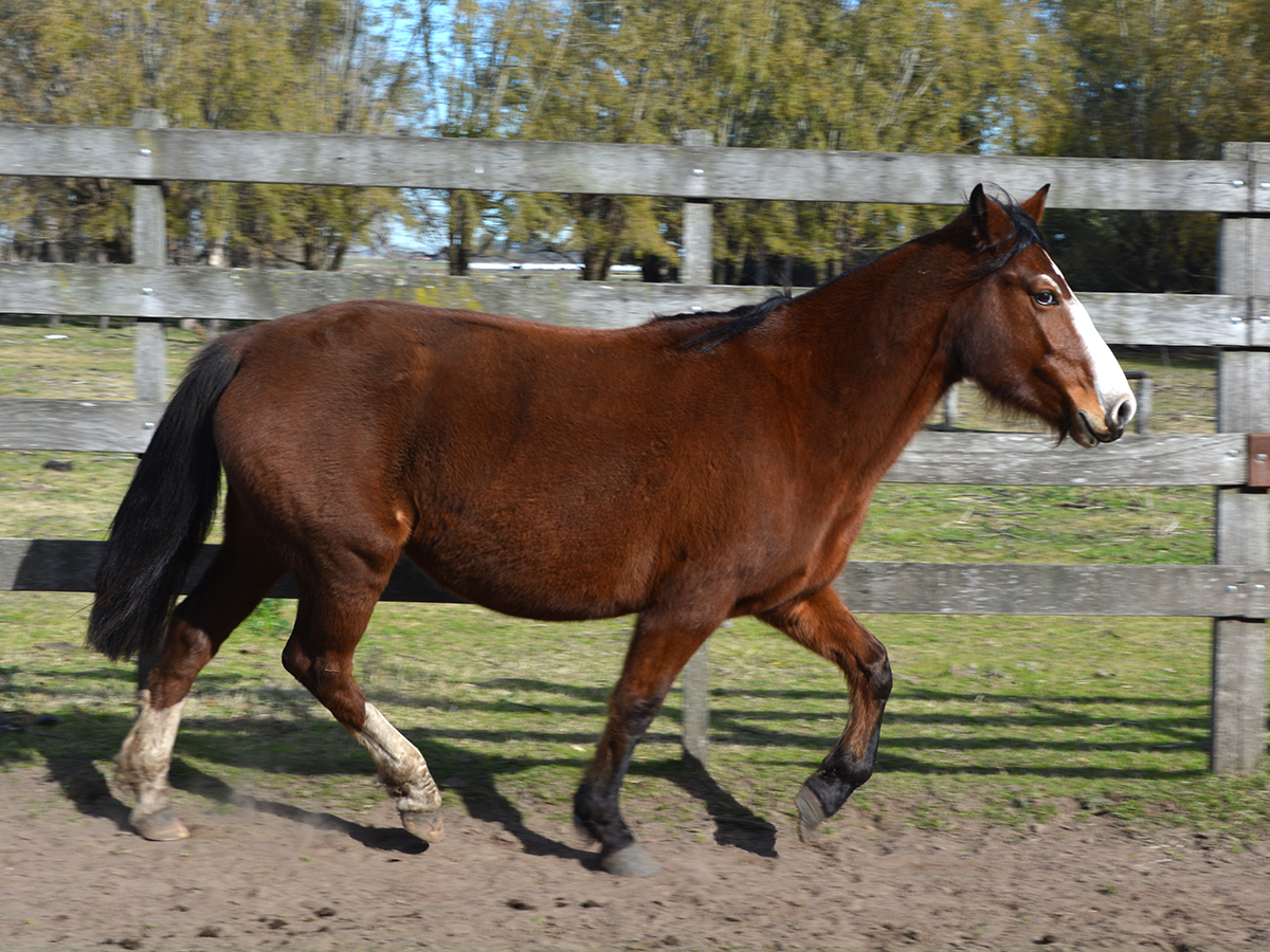 Cabaña El Chusco - Cabaña Las Boleadoras - Caballos Criollos