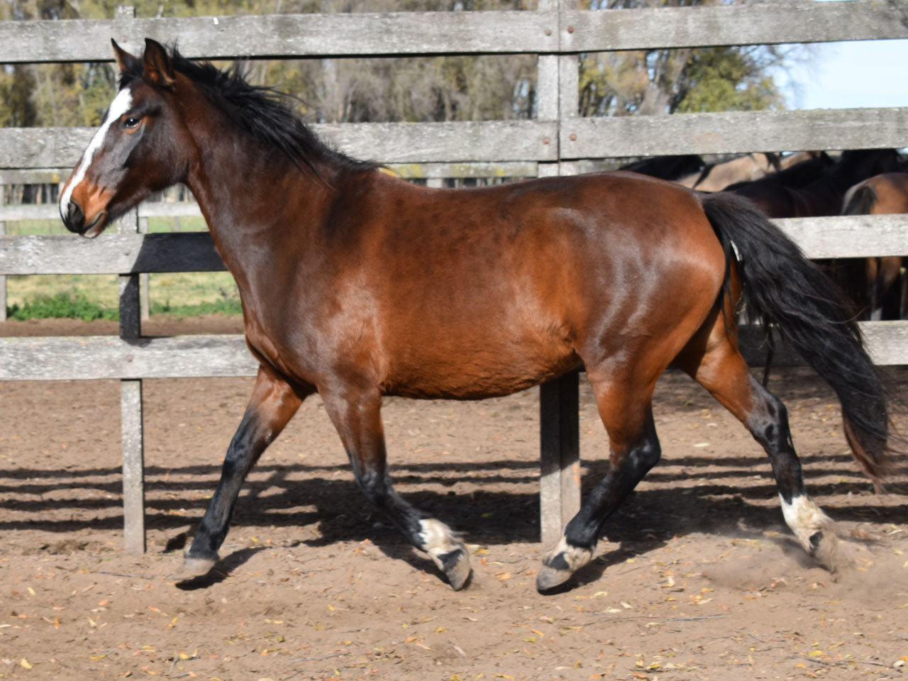 Cabaña El Chusco - Cabaña Las Boleadoras - Caballos Criollos